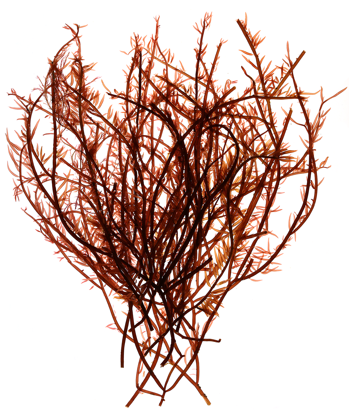 SEALICA® : UNE NOUVELLE AVANCÉE SUR LES ALGUES BREVETÉE PAR OLMIX